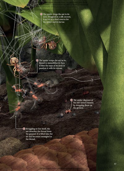 The Ant Collective | Princeton University Press