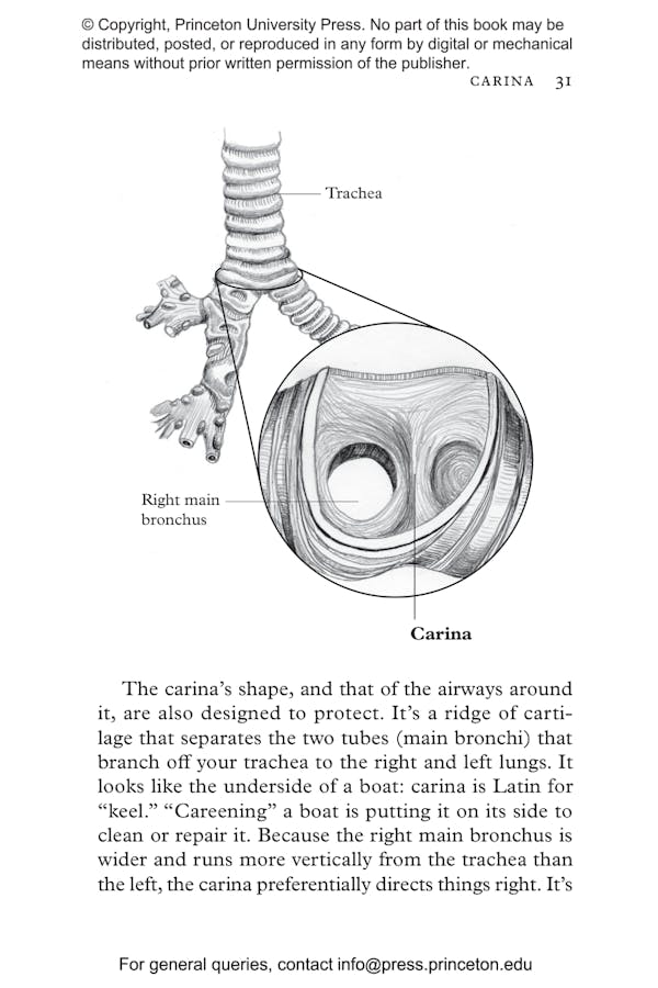 Bodypedia | Princeton University Press