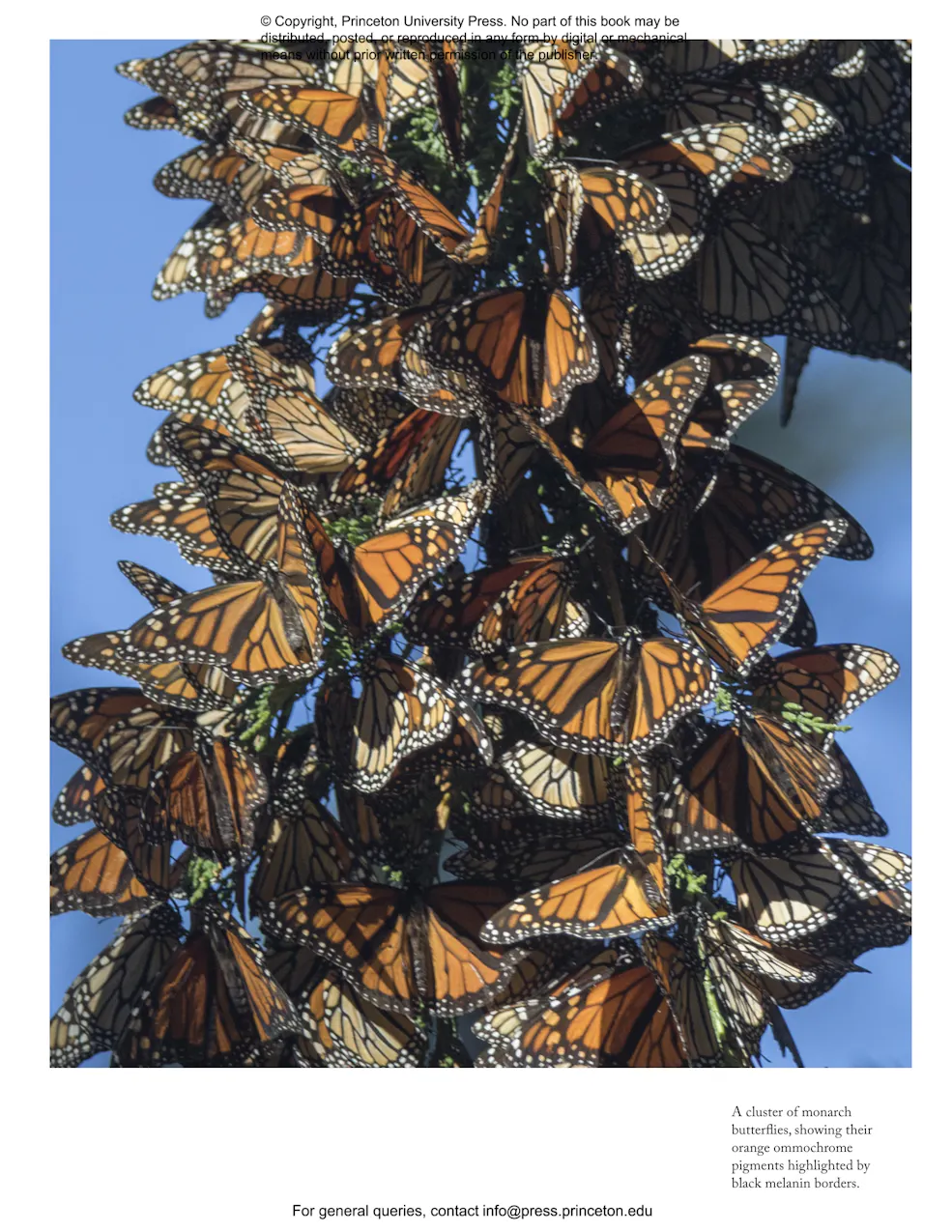Color in Nature | Princeton University Press