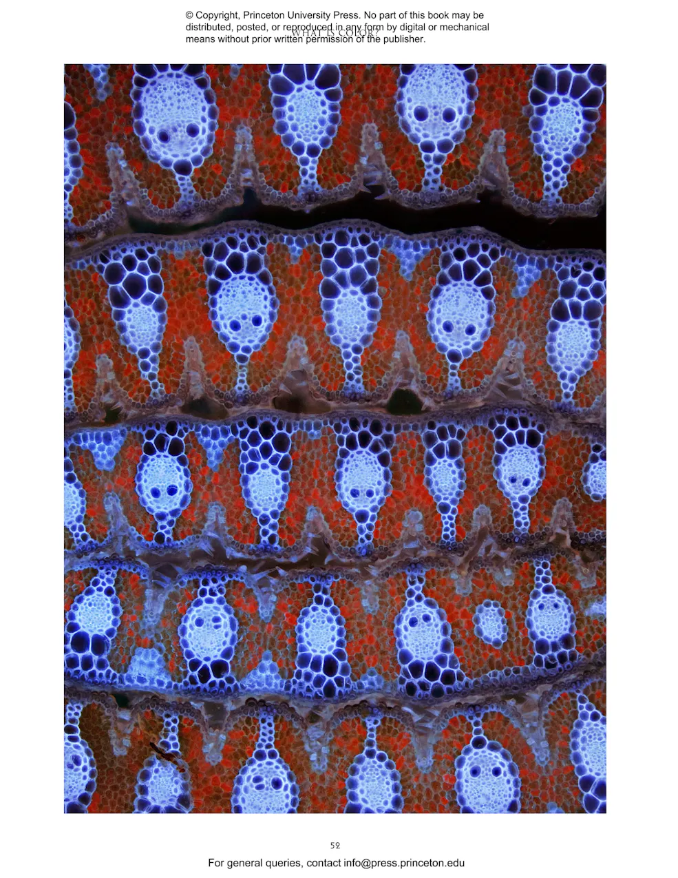 Color in Nature | Princeton University Press