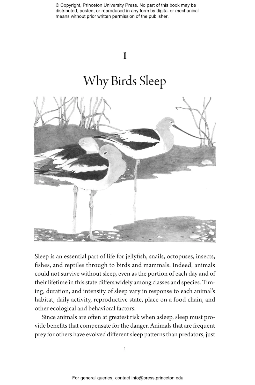 Birds at Rest | Princeton University Press