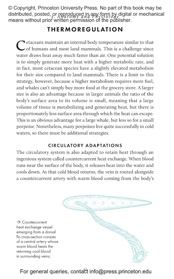 The Little Book of Whales | Princeton University Press