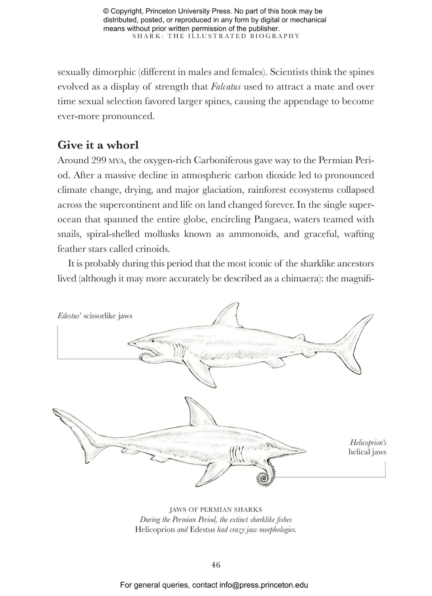 Shark | Princeton University Press