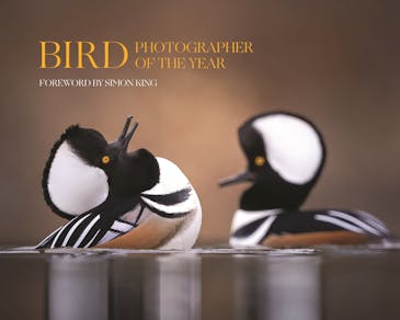 Bird Photographer of the Year | Princeton University Press