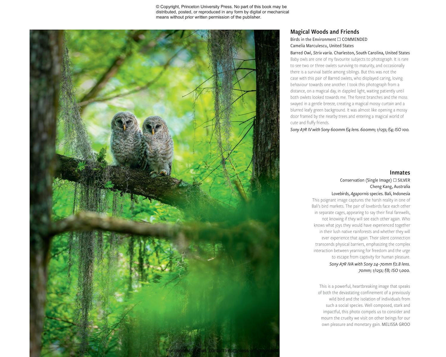 Bird Photographer of the Year | Princeton University Press