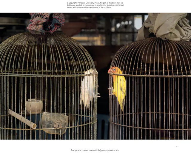 Bird Photographer of the Year | Princeton University Press