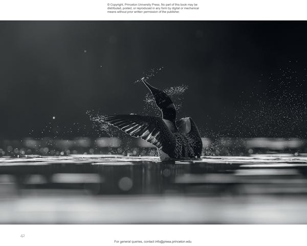 Bird Photographer of the Year | Princeton University Press