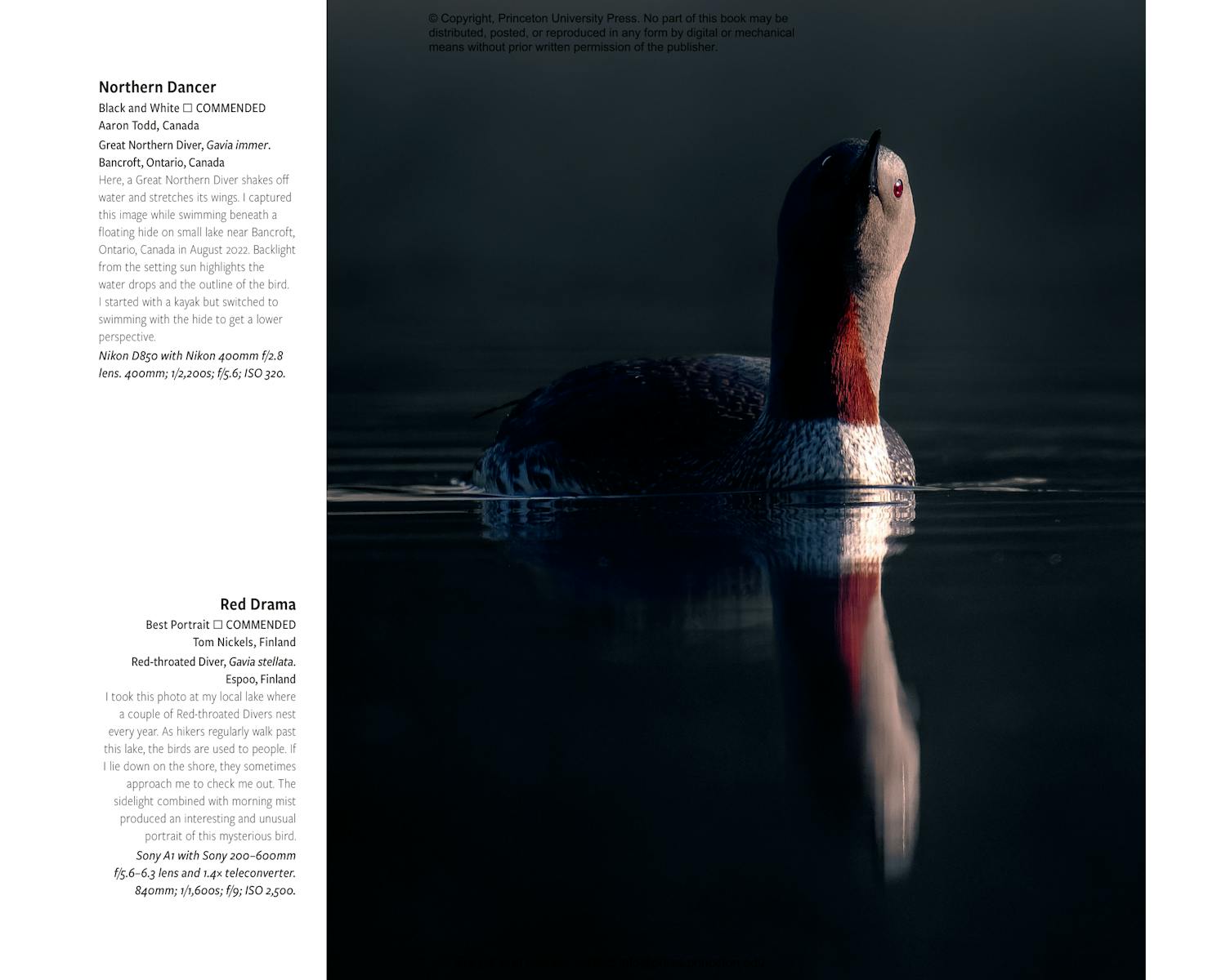 Bird Photographer of the Year | Princeton University Press