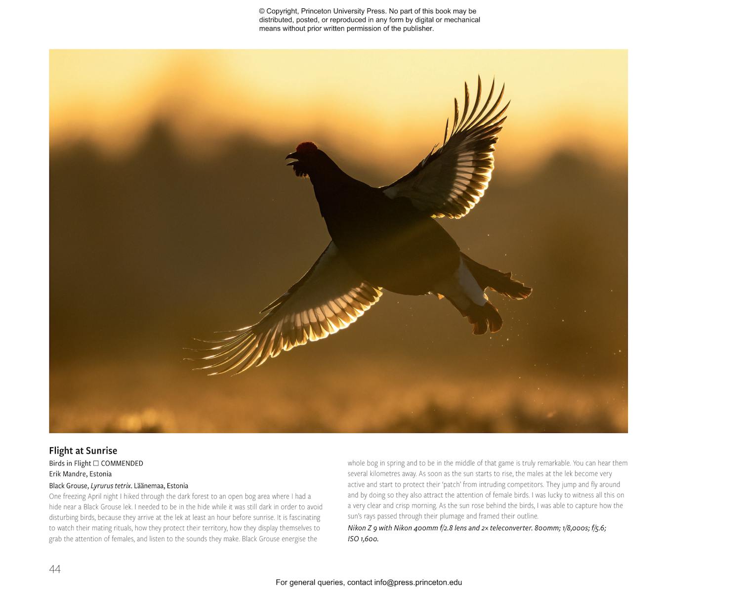 Bird Photographer of the Year | Princeton University Press
