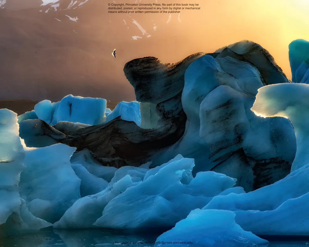 Bird Photographer of the Year | Princeton University Press