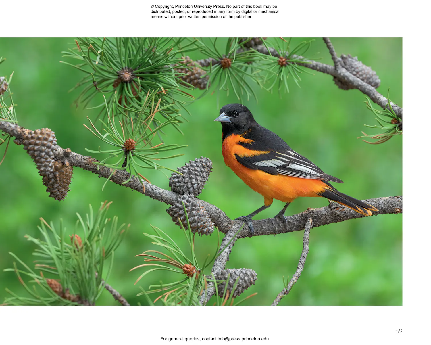 Bird Photographer of the Year | Princeton University Press