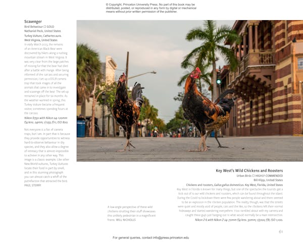 Bird Photographer of the Year | Princeton University Press