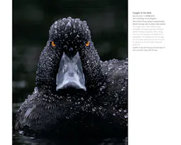 Bird Photographer of the Year | Princeton University Press