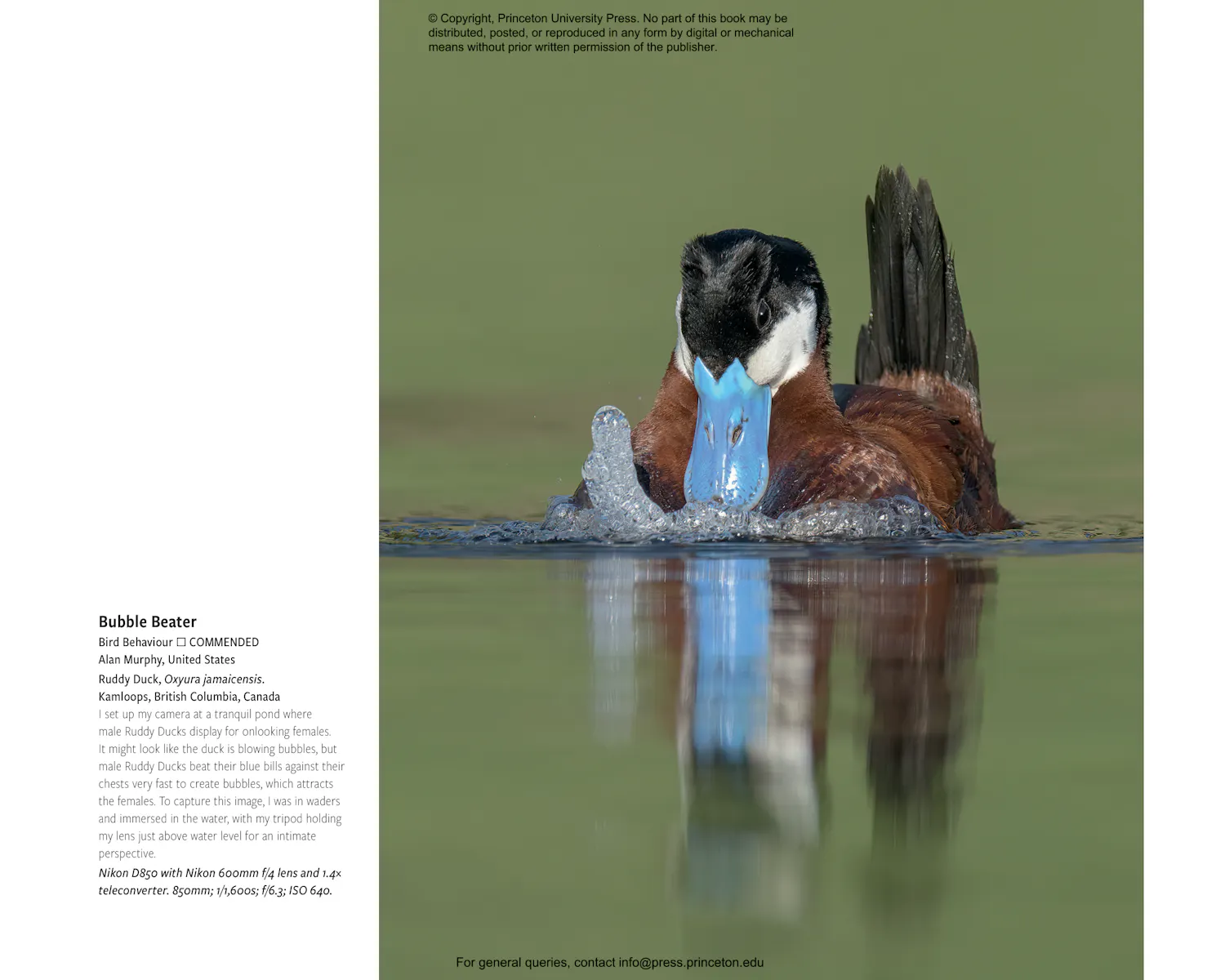 Bird Photographer of the Year | Princeton University Press