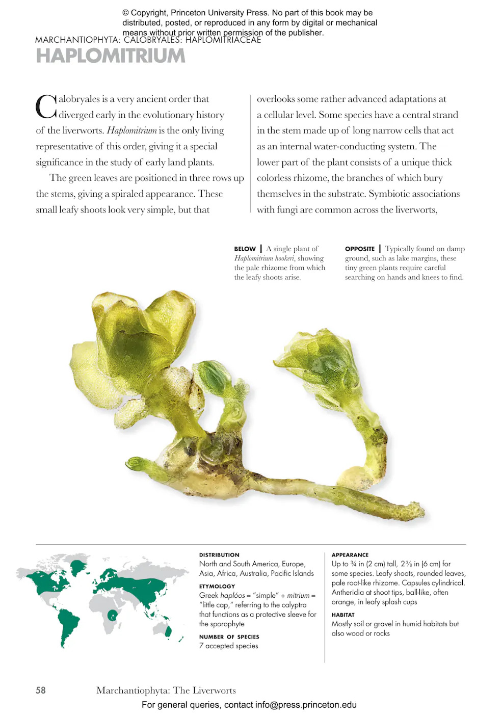 Mosses, Liverworts, and Hornworts of the World | Princeton University Press