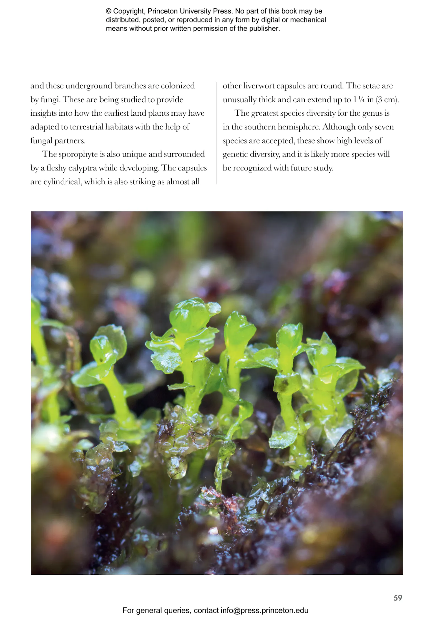Mosses, Liverworts, and Hornworts of the World | Princeton University Press