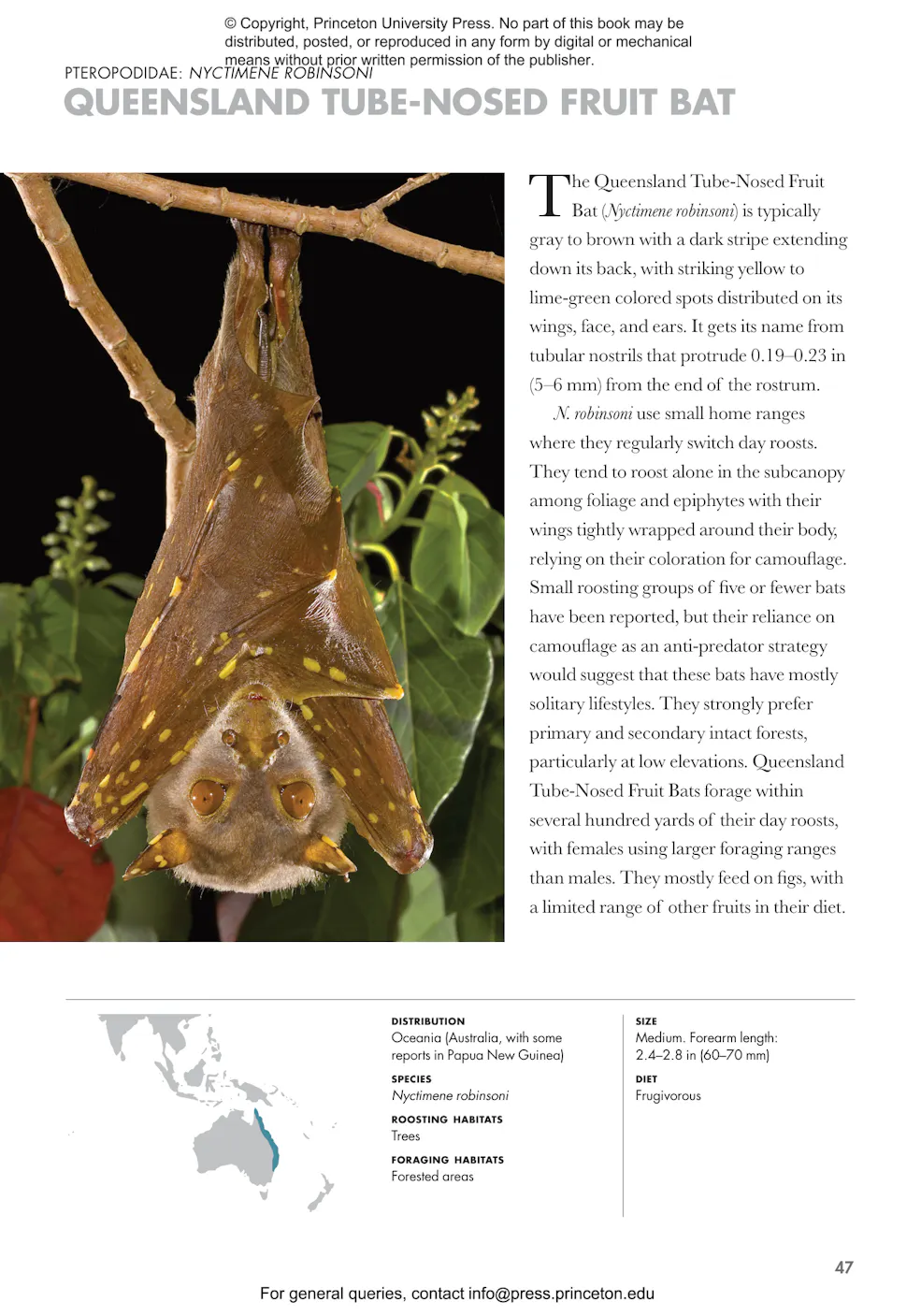 Bats of the World | Princeton University Press