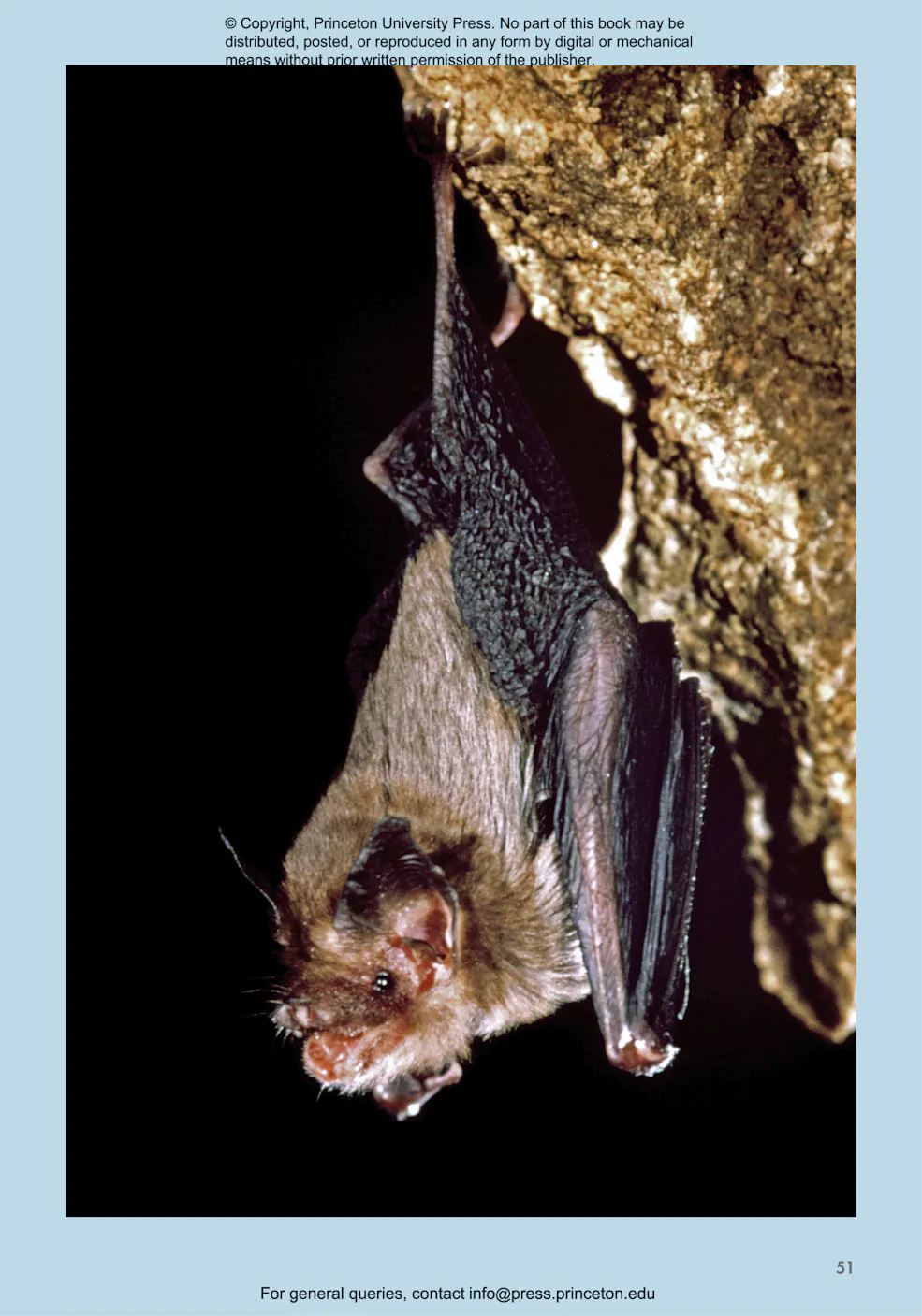 Bats of the World | Princeton University Press