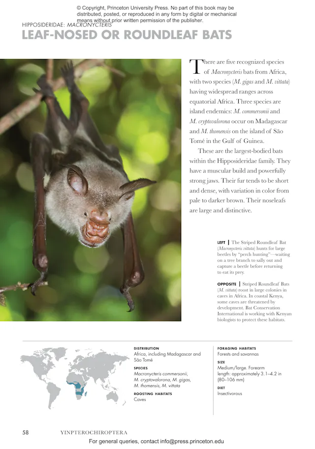 Bats of the World | Princeton University Press