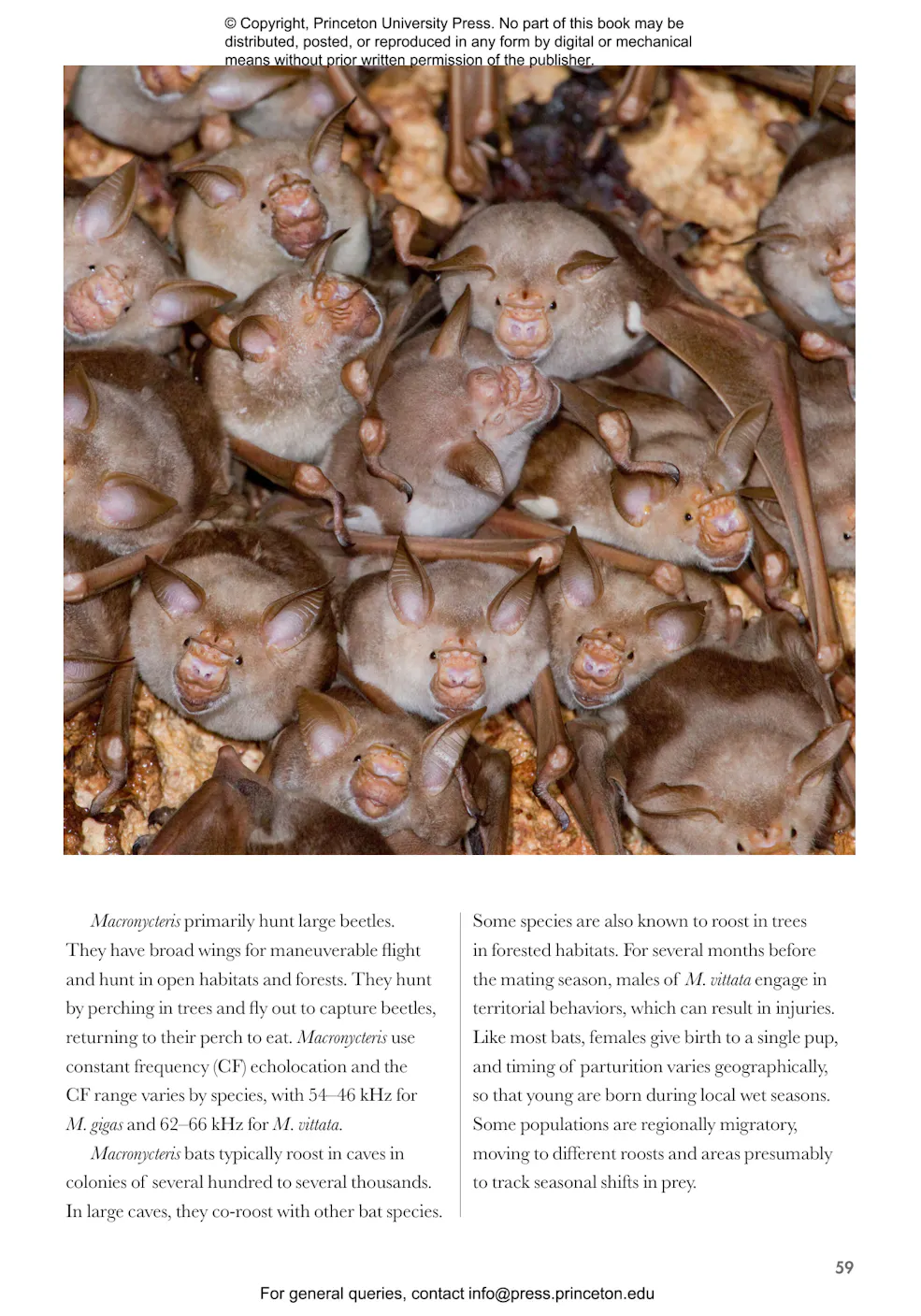 Bats of the World | Princeton University Press