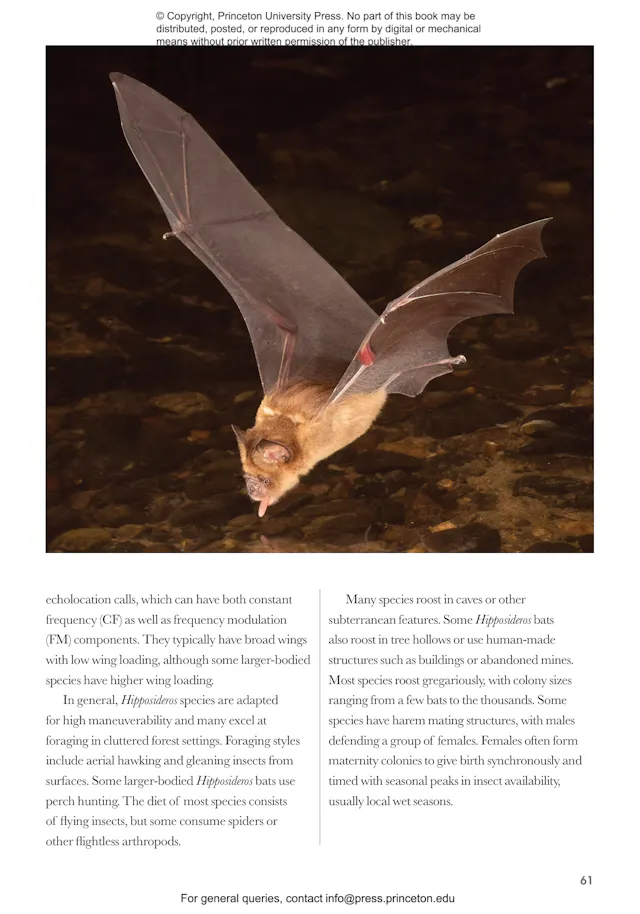 Bats of the World | Princeton University Press