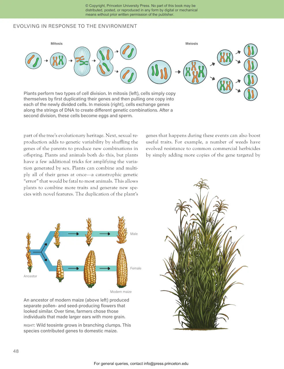 The Princeton Field Guide to Mesozoic Plants | Princeton University Press