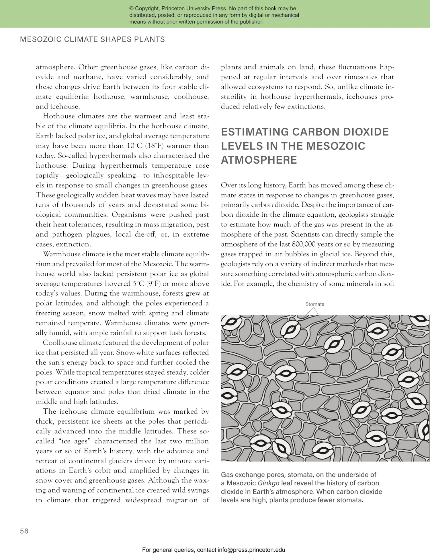 The Princeton Field Guide to Mesozoic Plants | Princeton University Press