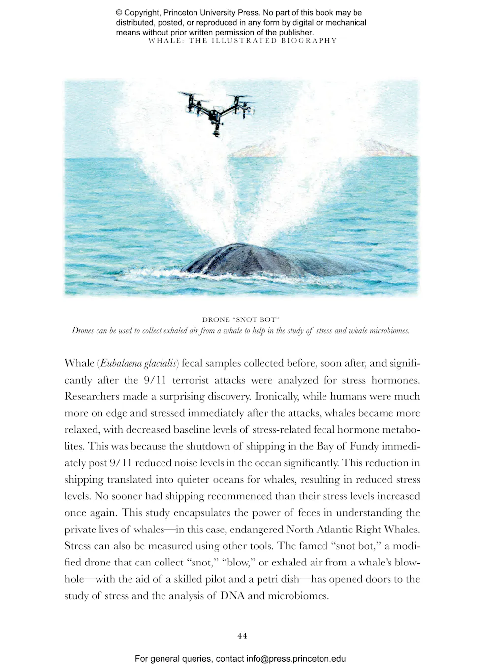 Whale | Princeton University Press