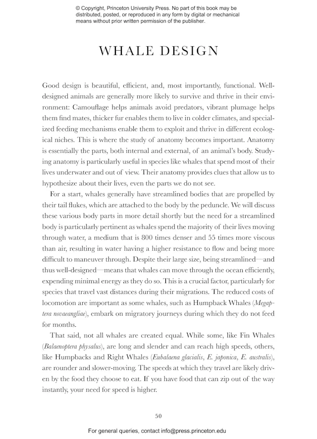 Whale | Princeton University Press