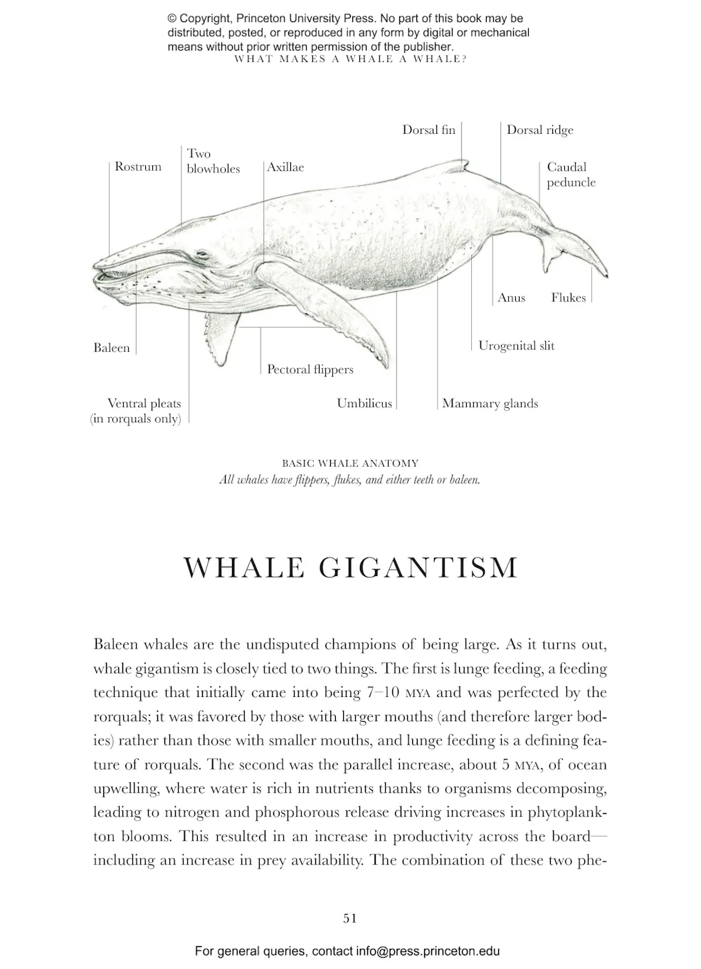 Whale | Princeton University Press