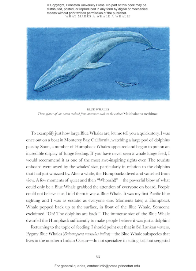 Whale | Princeton University Press