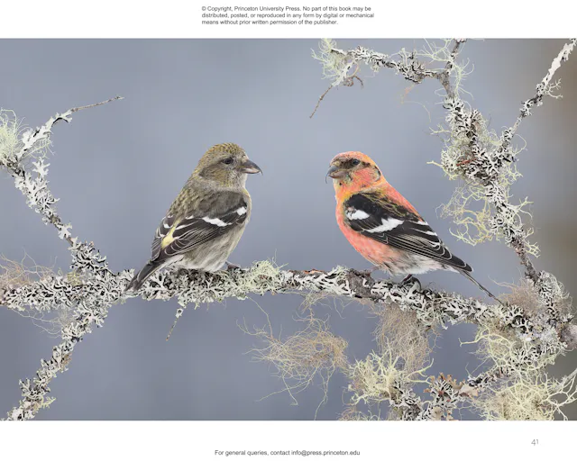 Bird Photographer of the Year | Princeton University Press