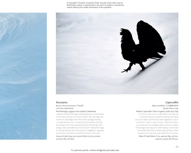Bird Photographer of the Year | Princeton University Press